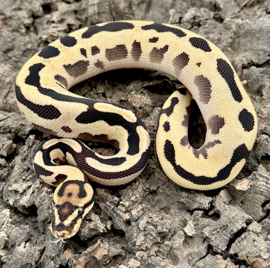 Super Orange Dream Leopard Fire Yb %100 Het Clown Ball Python by Herps ...