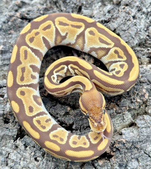 Ultramel Bongo %100 Het Puzzle Ball Python by Herps Etc Reptiles