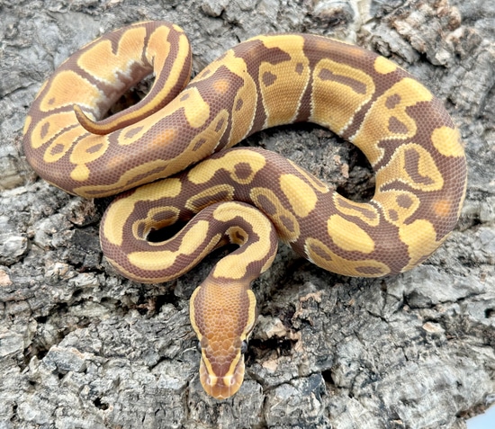 Ultramel %100 Het Puzzle Ball Python by Herps Etc Reptiles