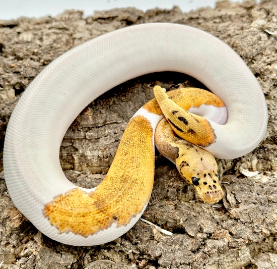 Clown Pied Pastel %100 Het Hypo (Ghost) Ball Python by Herps Etc Reptiles