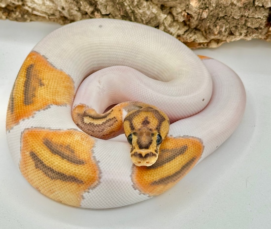 Clown Pied Hypo (Ghost) Ball Python by Herps Etc Reptiles