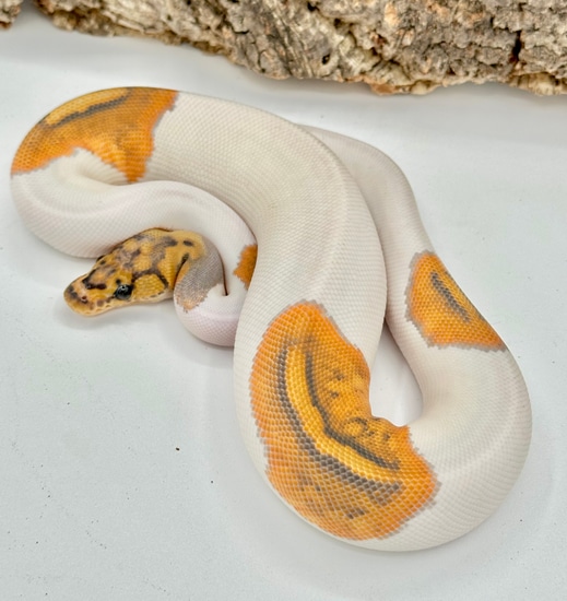 Clown Pied Hypo (Ghost) Ball Python by Herps Etc Reptiles