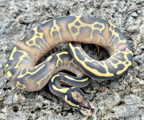 Freeway Leopard Orange Dream Ball Python by Herps Etc Reptiles