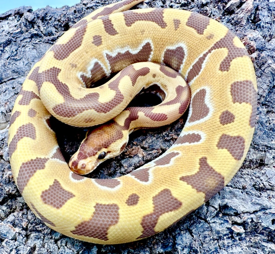 Puzzle Ultramel Ball Python by Herps Etc Reptiles