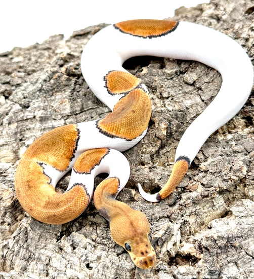 Clown Pied Pinstripe %100 Het Hypo (Ghost) Ball Python by Herps Etc ...