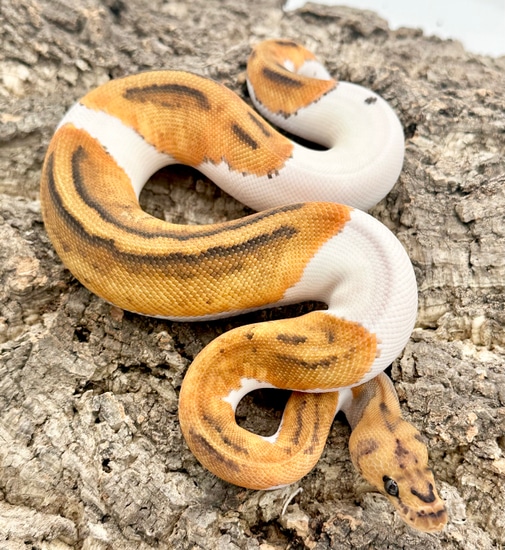 Clown Pied %100 Het Hypo (Ghost) Ball Python by Herps Etc Reptiles