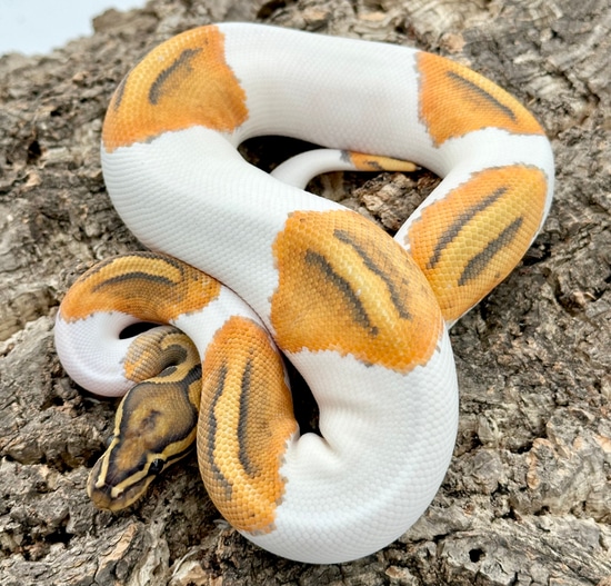 Pied Hypo (Ghost) %100 Het Clown Ball Python by Herps Etc Reptiles