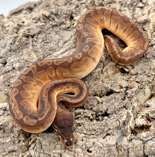 SUNSET Ball Python by Herps Etc Reptiles