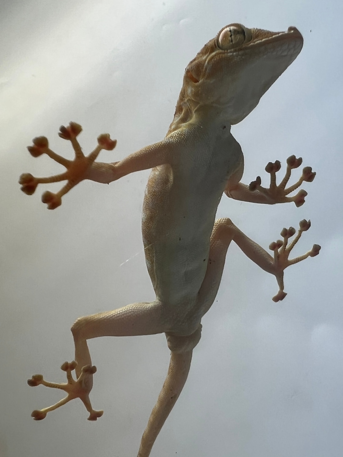 Fan Footed Gecko More Gecko by HerpTime - MorphMarket