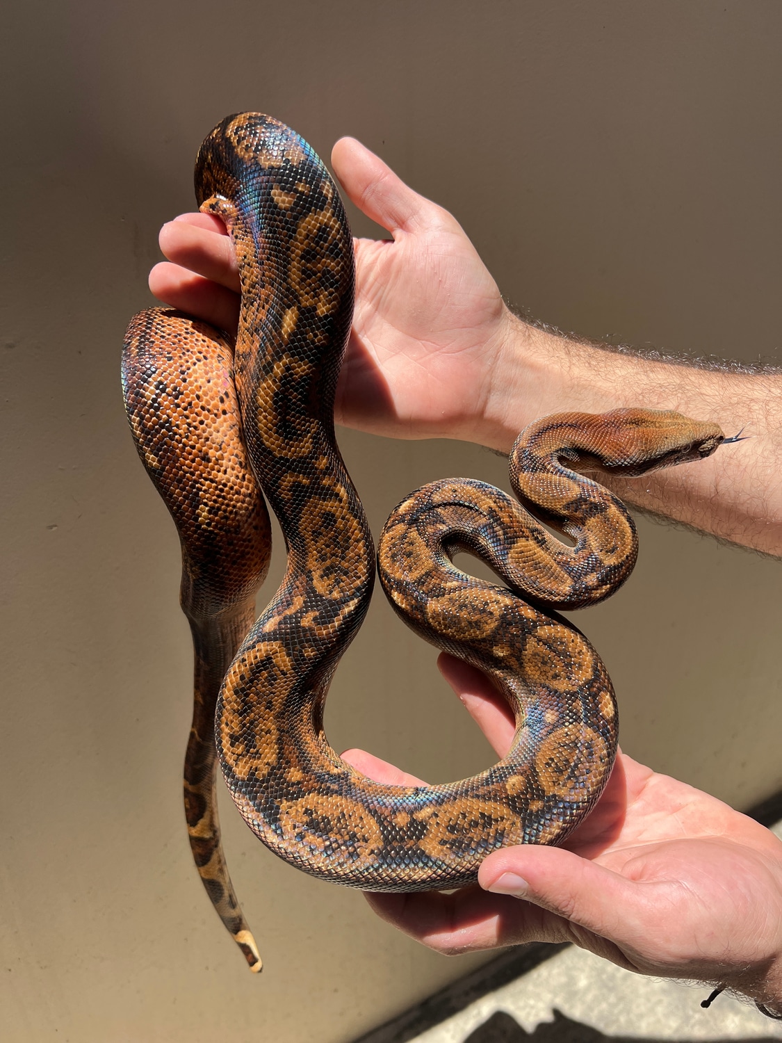 Hypo IMG RTB Boa Constrictor by HerpTime - MorphMarket