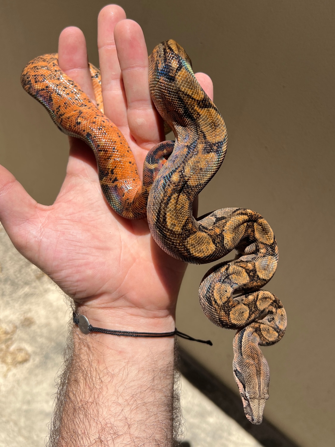 Blood Boa Constrictor by HerpTime - MorphMarket