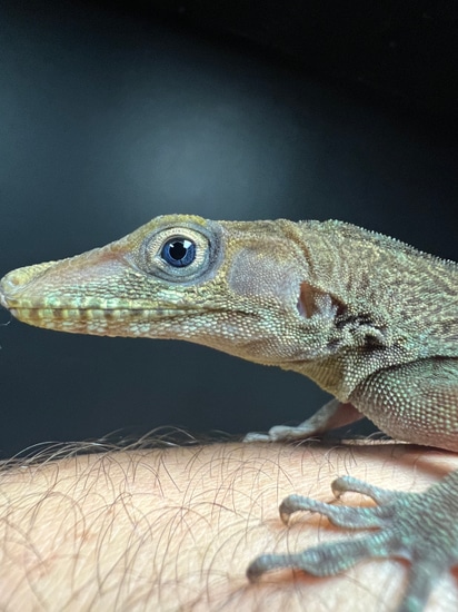 Vermiculatus - Cuban Stream Anole by HerpTime
