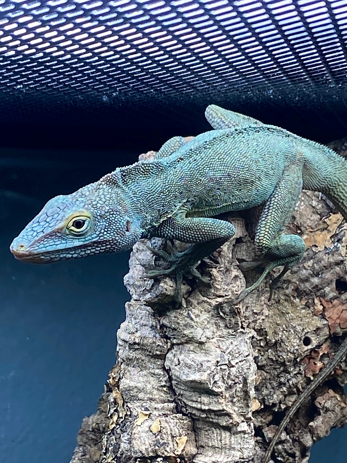 1.1 Anolis Ferreus Anole by HerpTime - MorphMarket