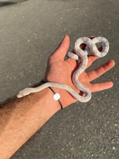 Blonde Axanthic Trans-Pecos Rat Snake by HerpTime