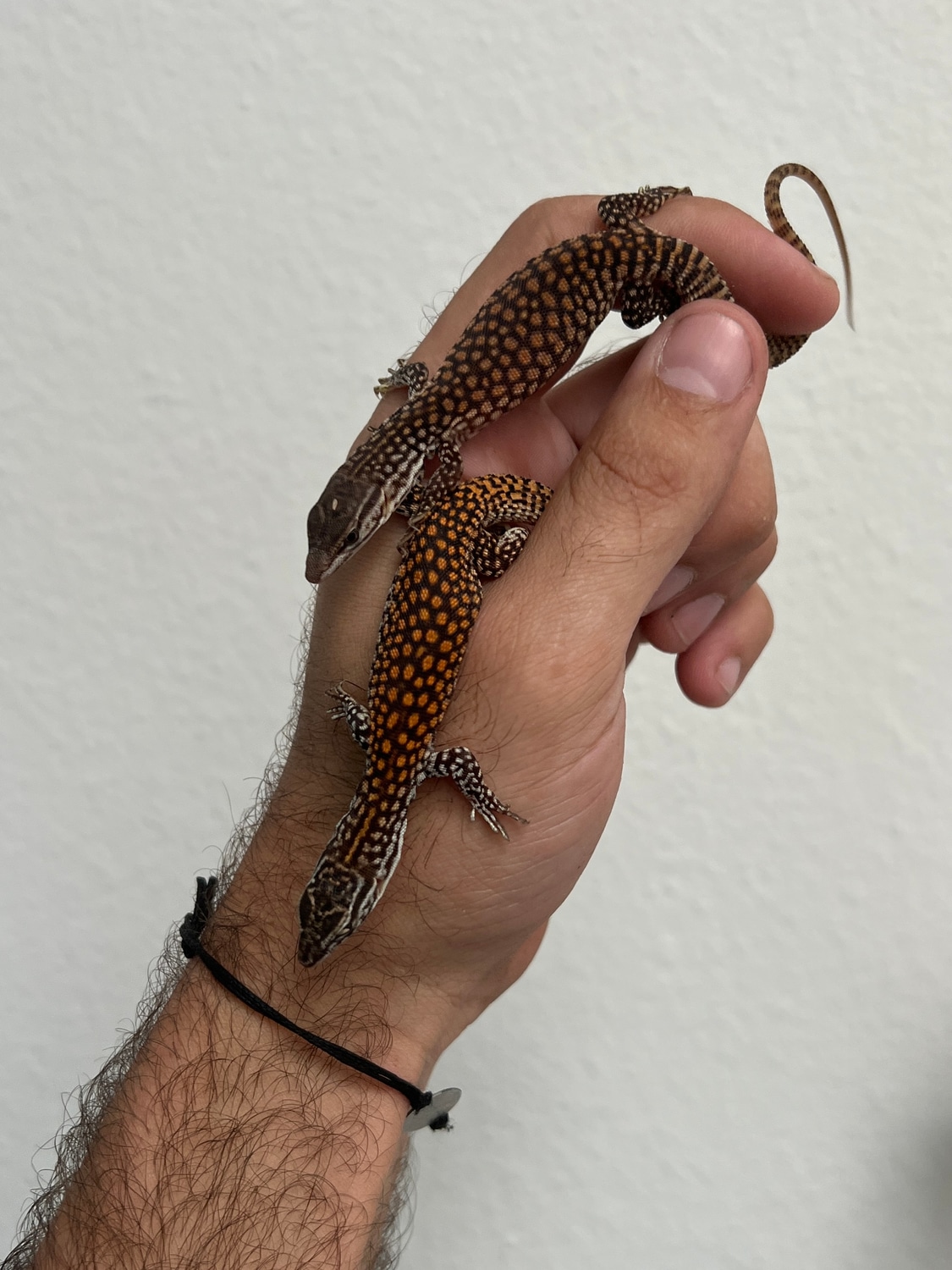 High Red Ackies Spiny-Tailed Monitor by HerpTime - MorphMarket