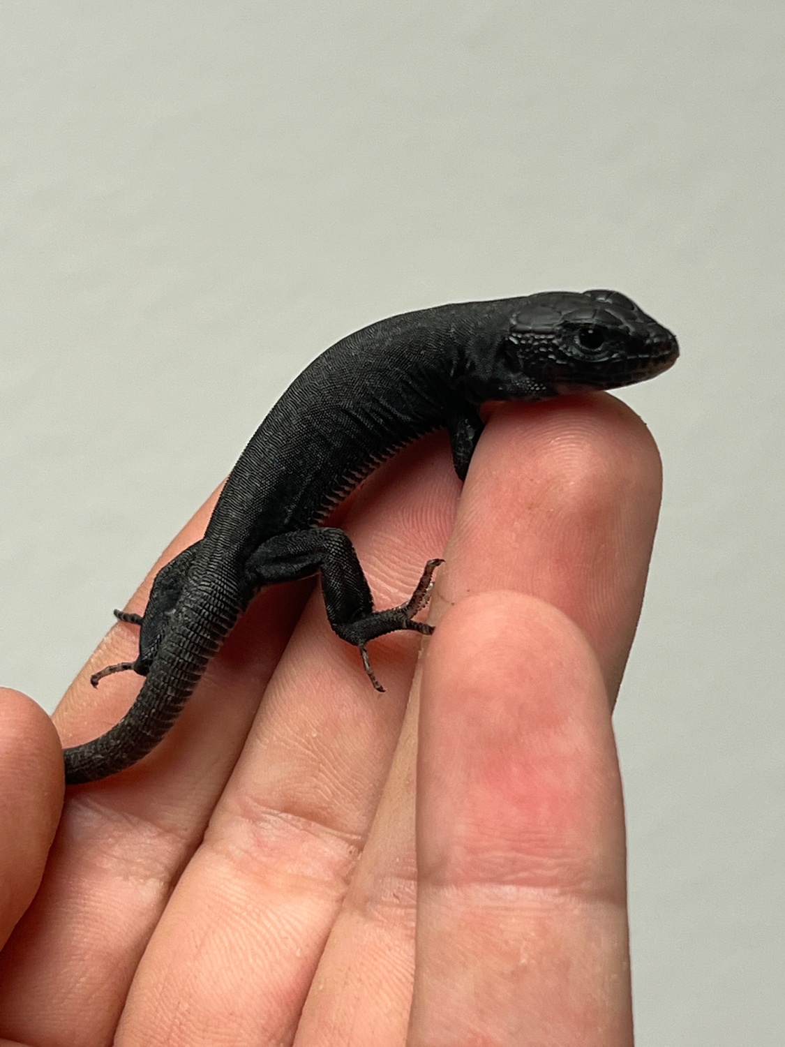 Melanistic Jeweled Lacertas (Group Pricing) More Lizard by HerpTime ...