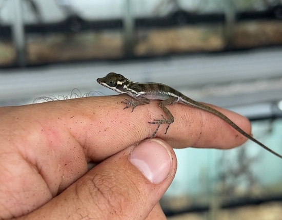 3 Cuban Stream (Anolis Vermiculatus) Anole by HerpTime