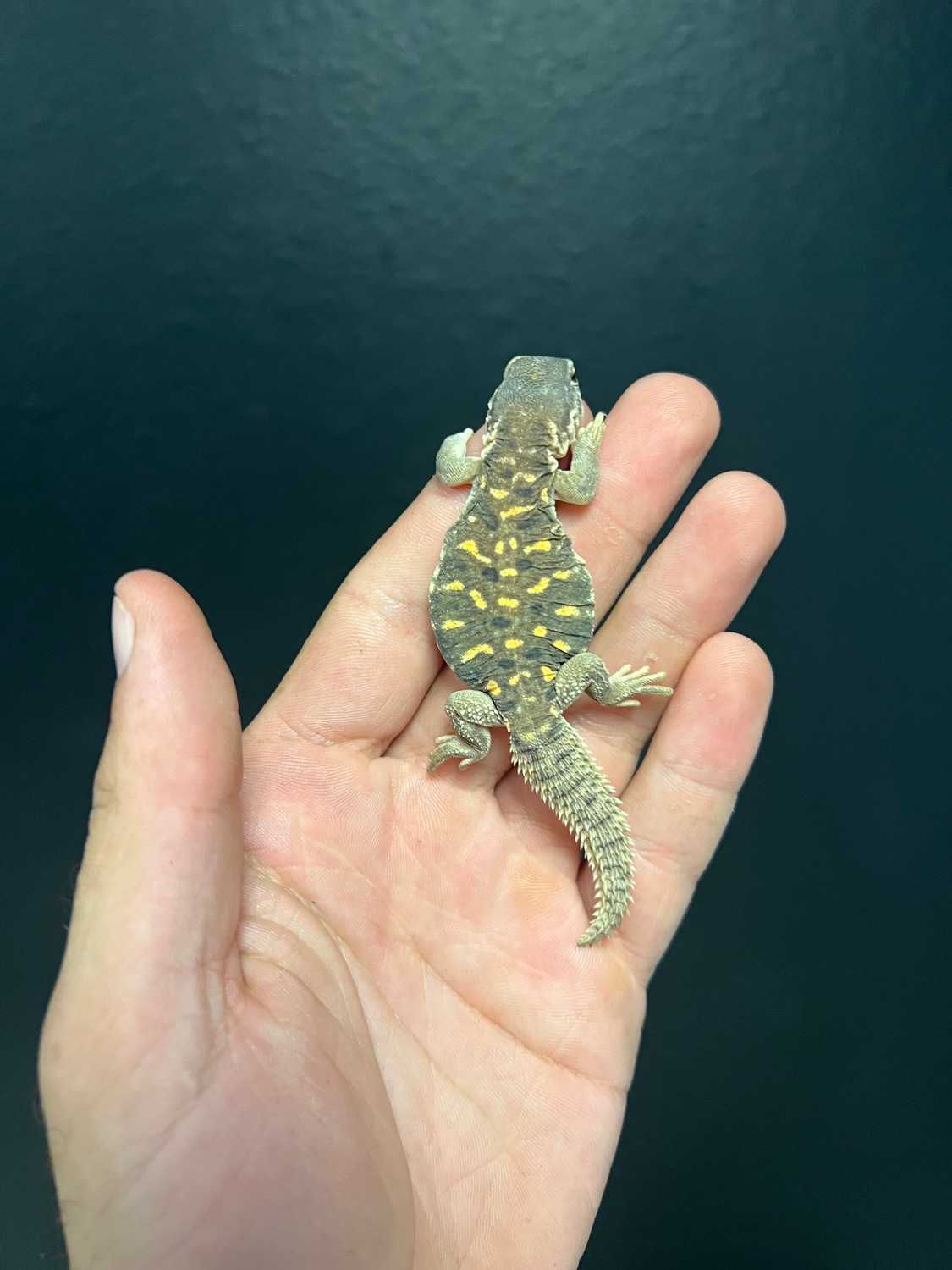 High Contrast Egyptian CB Spiny-tailed Lizard by HerpTime - MorphMarket