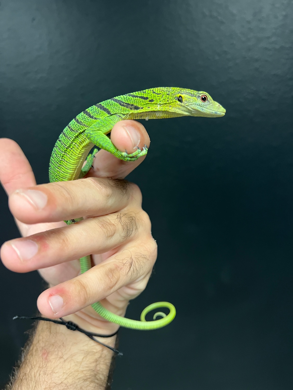 USCBB Yellow Tree Monitor Other Monitor by HerpTime - MorphMarket
