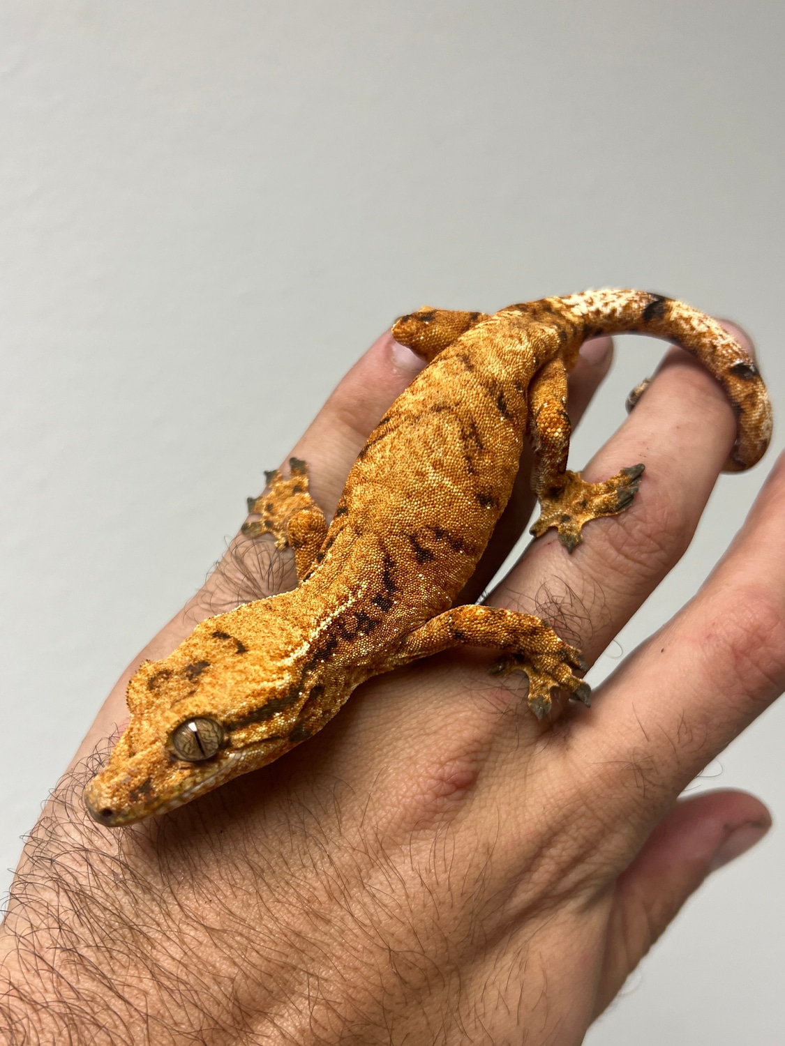CrestedXChahoua Hybrid Crested Gecko by HerpTime - MorphMarket