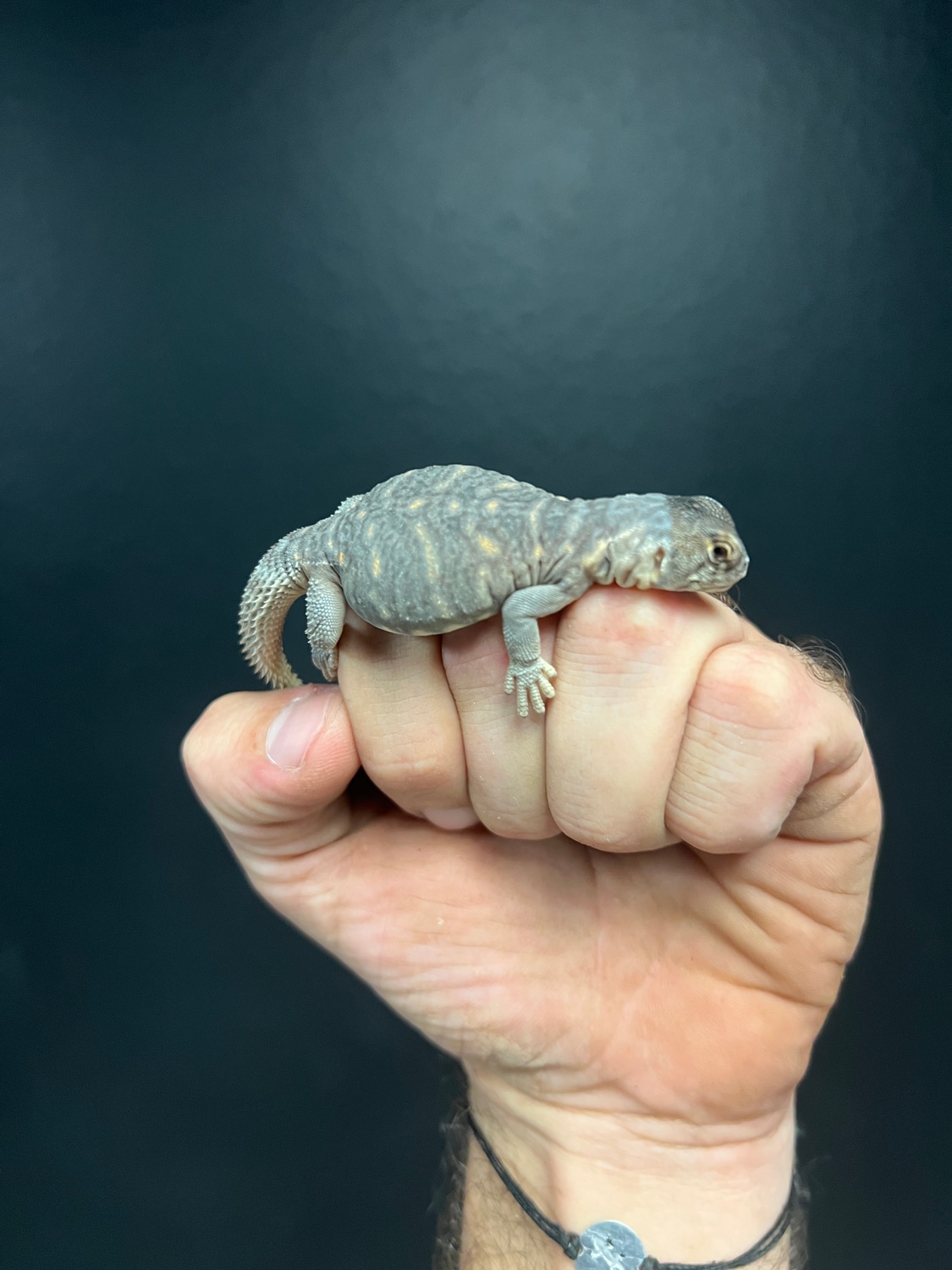 Egyptian Uro Spiny-tailed Lizard by HerpTime - MorphMarket