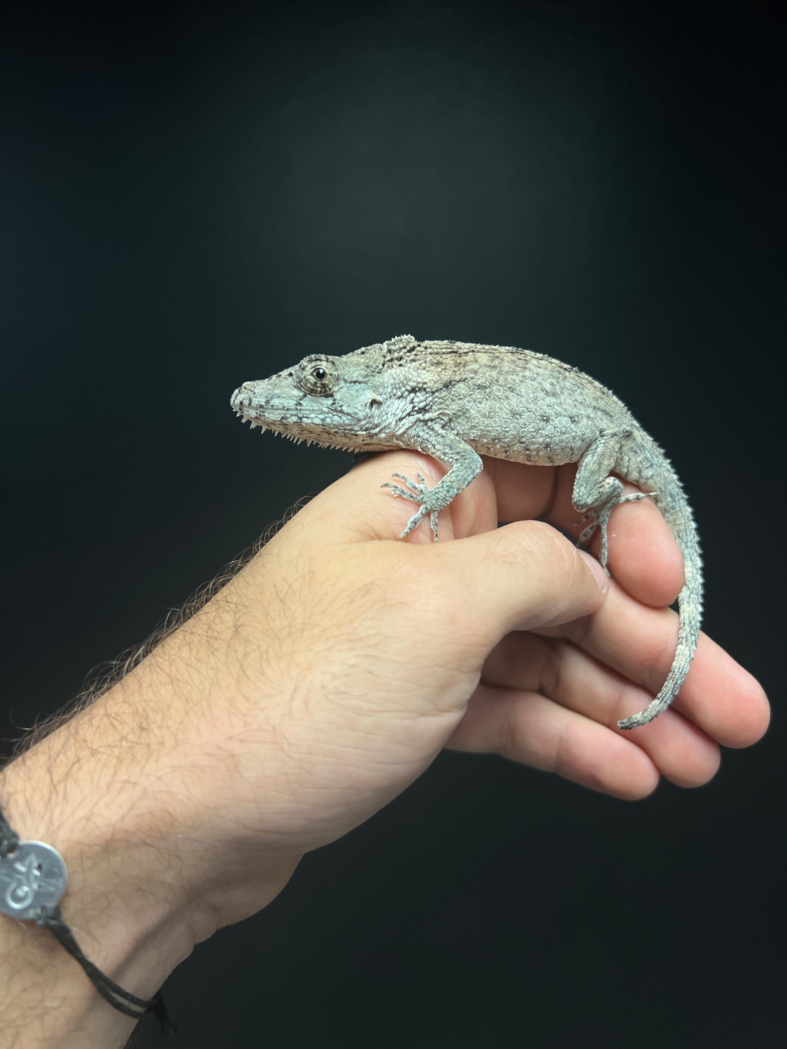 Cuban False Chameleon Pairs Anole by HerpTime - MorphMarket