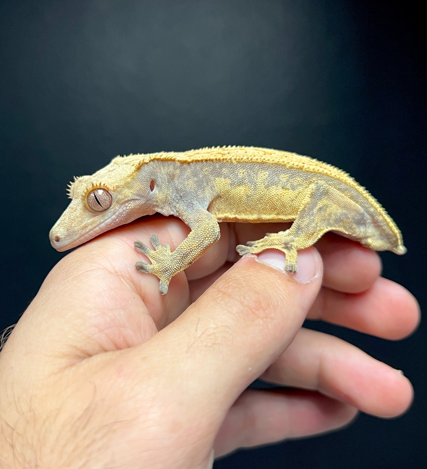 Beautiful Lavender Crested Gecko by HerpTime - MorphMarket