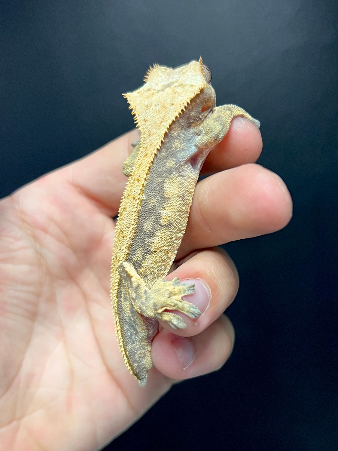 Beautiful Lavender Crested Gecko by HerpTime - MorphMarket