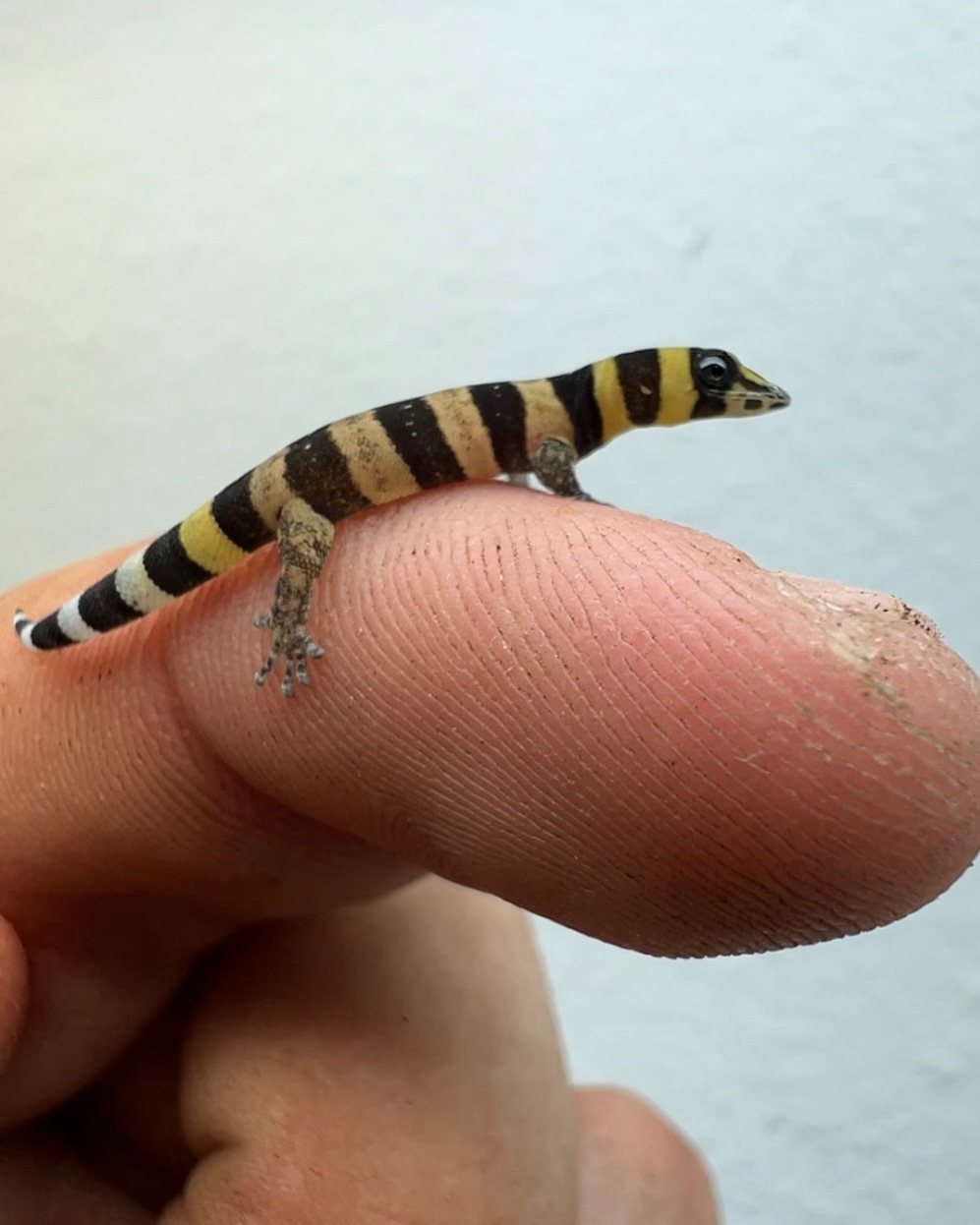 Sphaerodactylus N. Ocujal More Gecko by HerpTime - MorphMarket