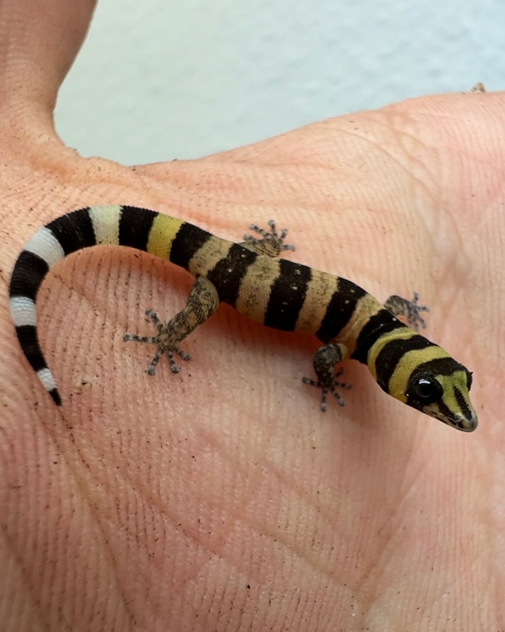Sphaerodactylus N. Ocujal Other Gecko by HerpTime - MorphMarket