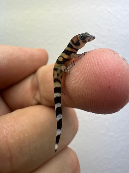 Sphaerodactylus Rosaurae More Gecko by HerpTime