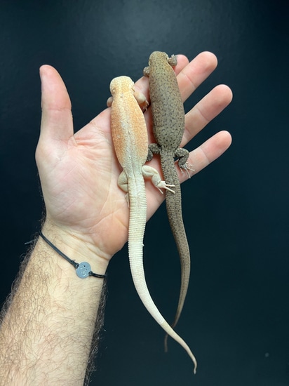 Proven Pair Leucistic And Het Varanus Kingorum Other Monitor by HerpTime