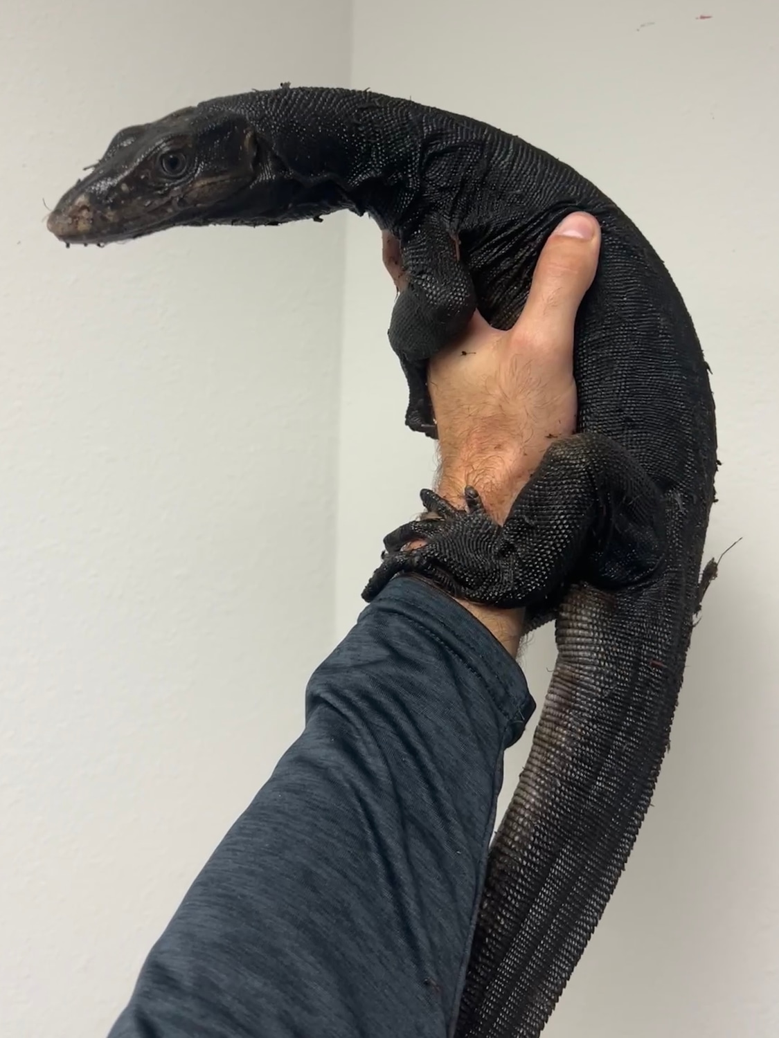 Extremely Tame Black Dragon (My Personal Pet) Water Monitor by HerpTime ...