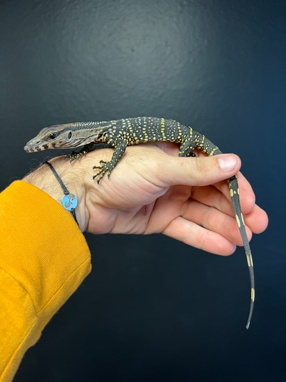 Beautiful Friendly Baby Black Rough Neck Black Roughneck Monitor by ...