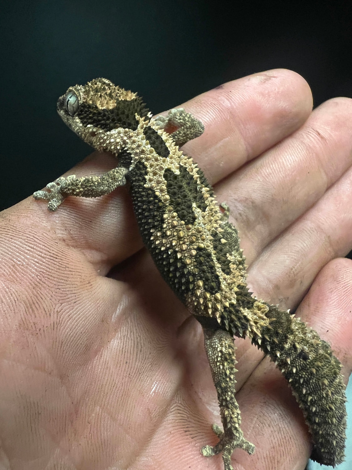 Pair Pachydactylus Rugosus More Gecko by HerpTime - MorphMarket