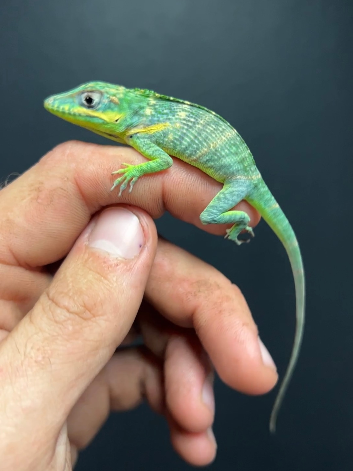 High Blue Knight Anole by HerpTime - MorphMarket