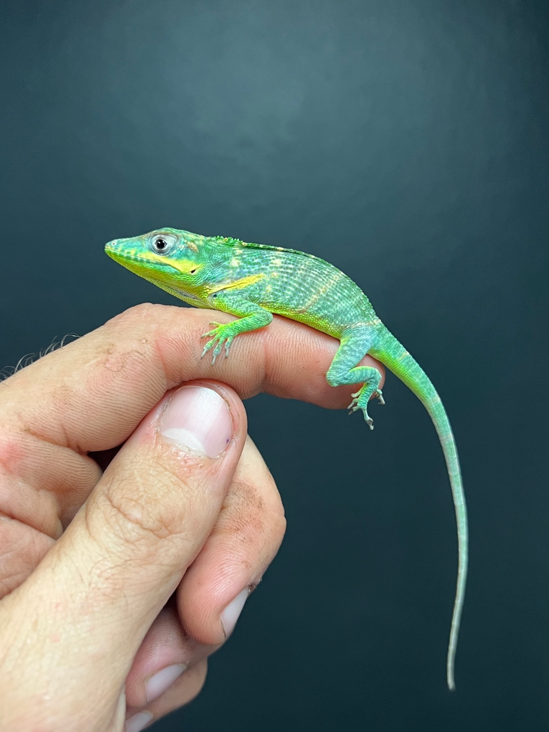 High Blue Knight Anoles by HerpTime - MorphMarket