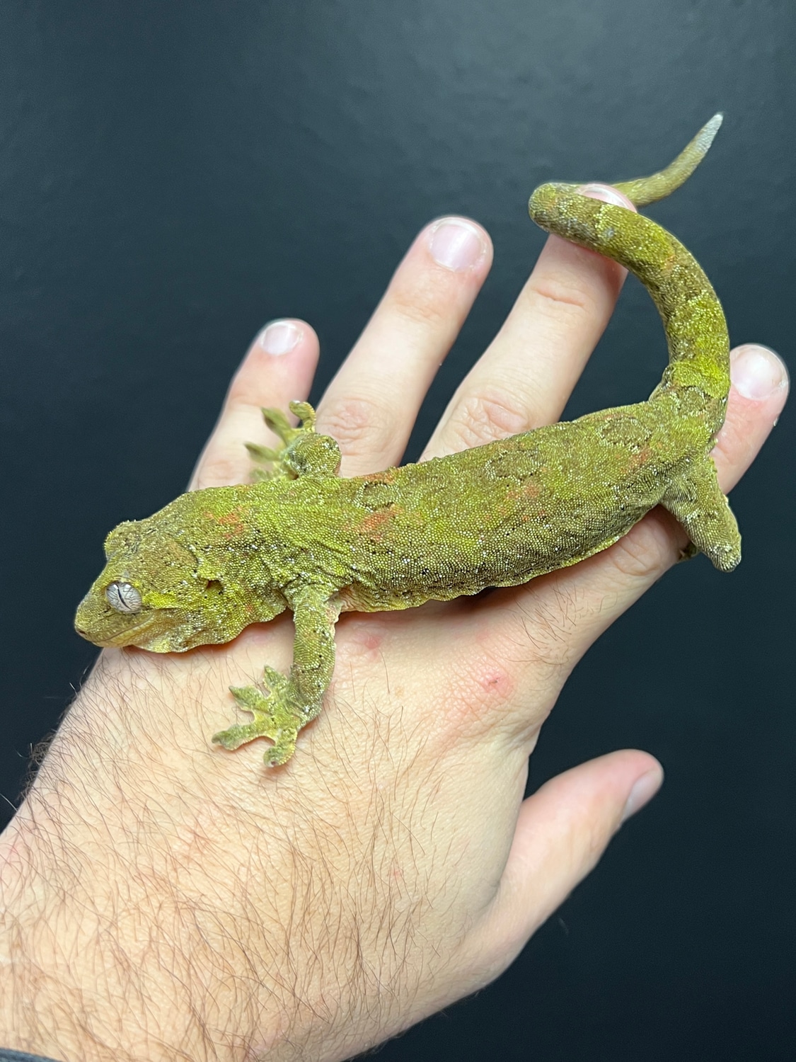 Proven Pair PI Green/Lav Chahoua Gecko by HerpTime - MorphMarket
