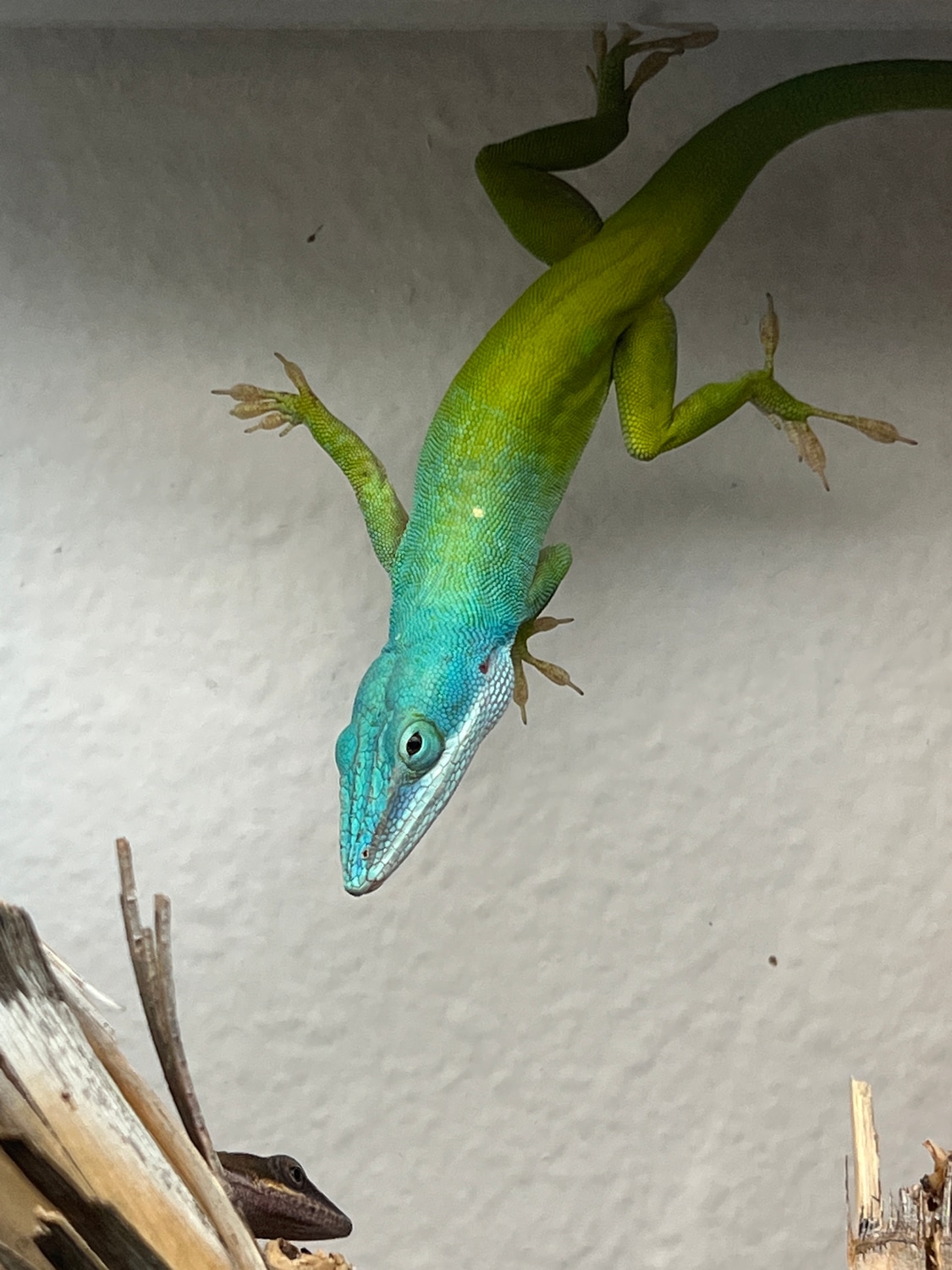 Allisoni Pairs Anole by HerpTime - MorphMarket