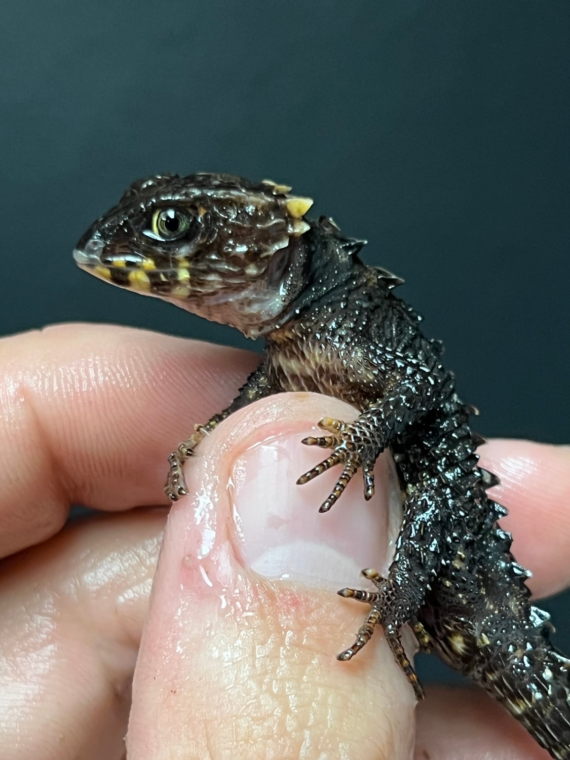 Red Eye Croc Skink More Lizard by HerpTime - MorphMarket