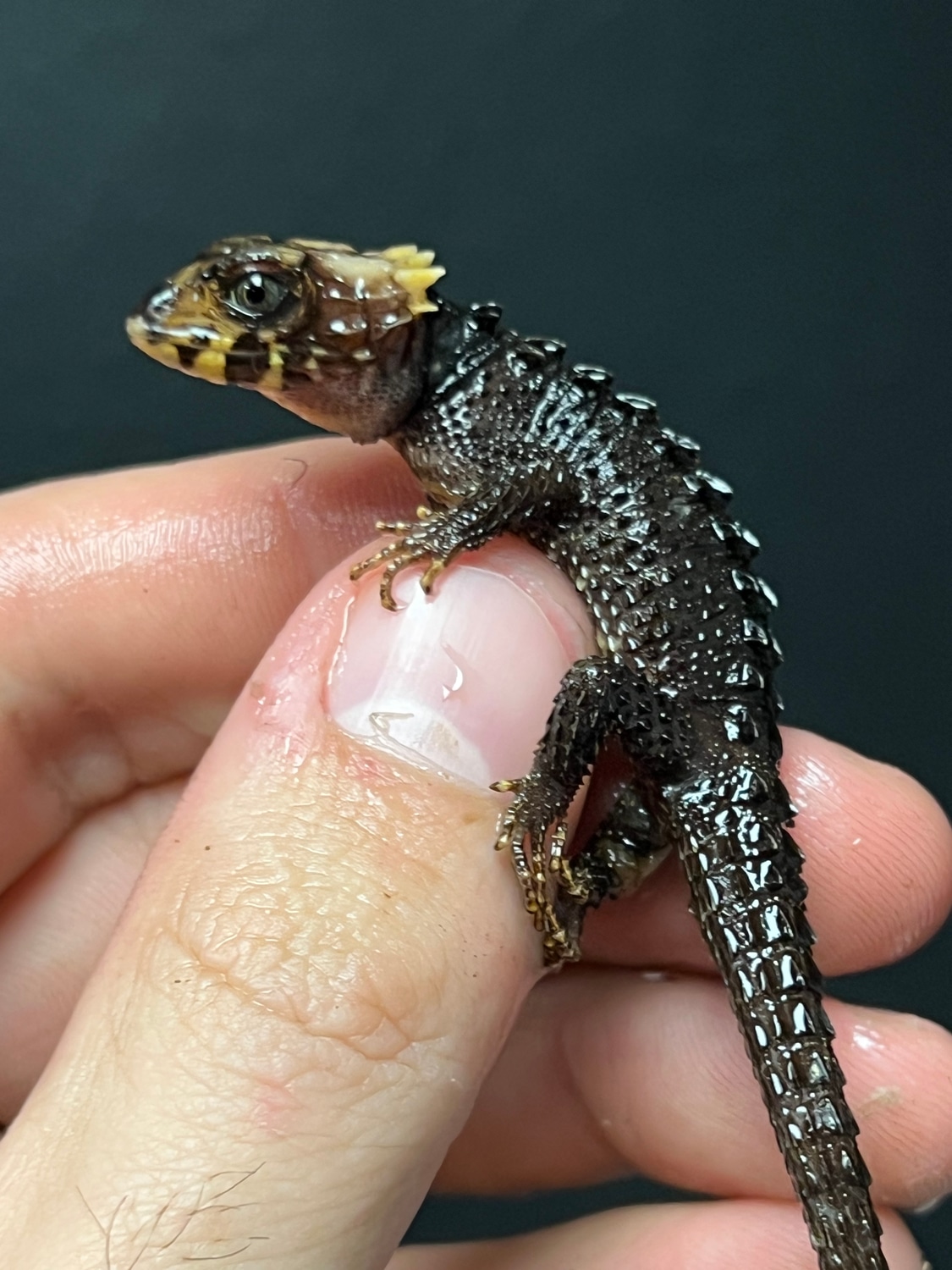 Red Eye Croc Skink More Lizard by HerpTime - MorphMarket