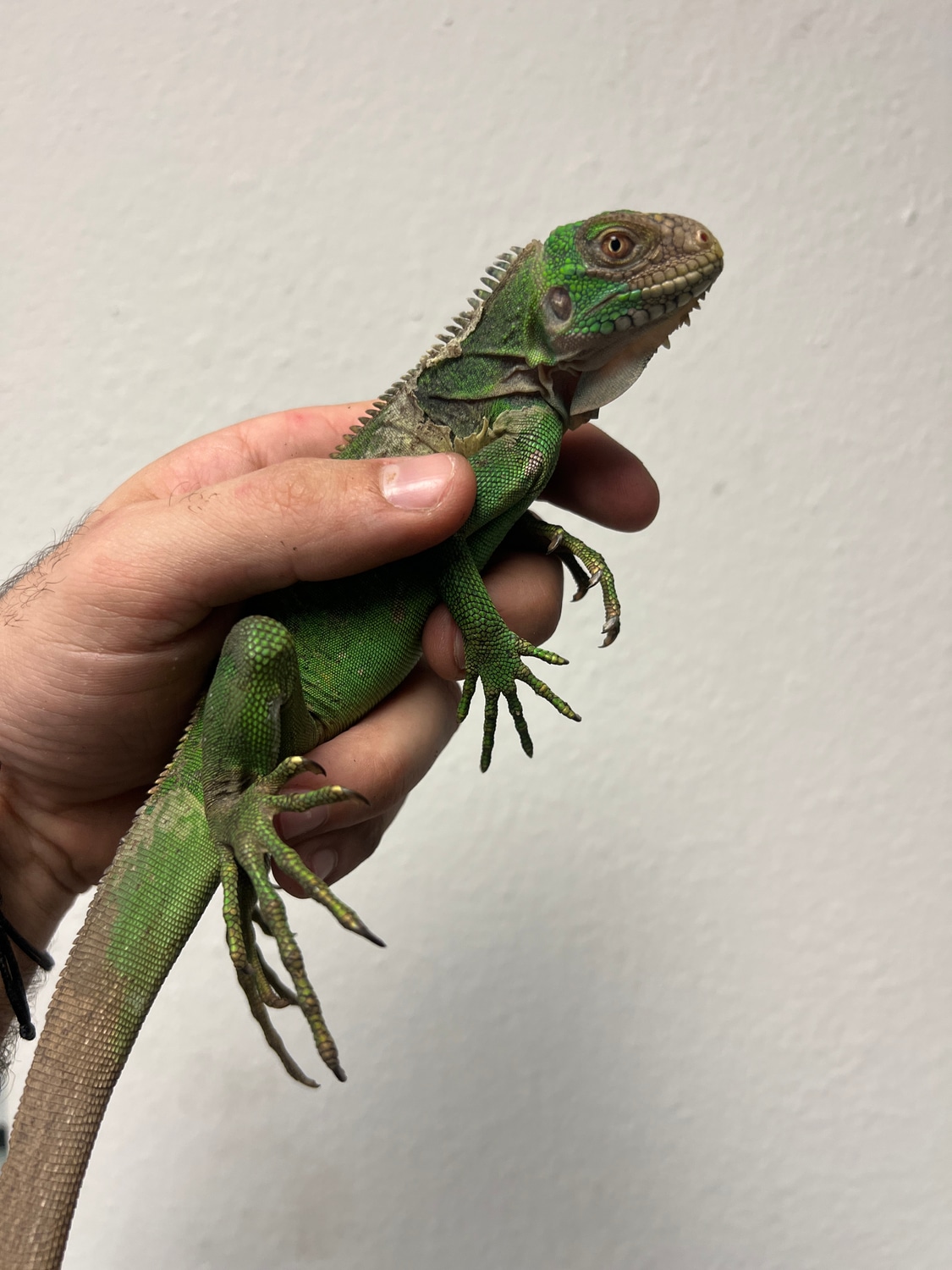 Probable Pair Lesser Antillians Lesser Antillean Iguana by HerpTime ...