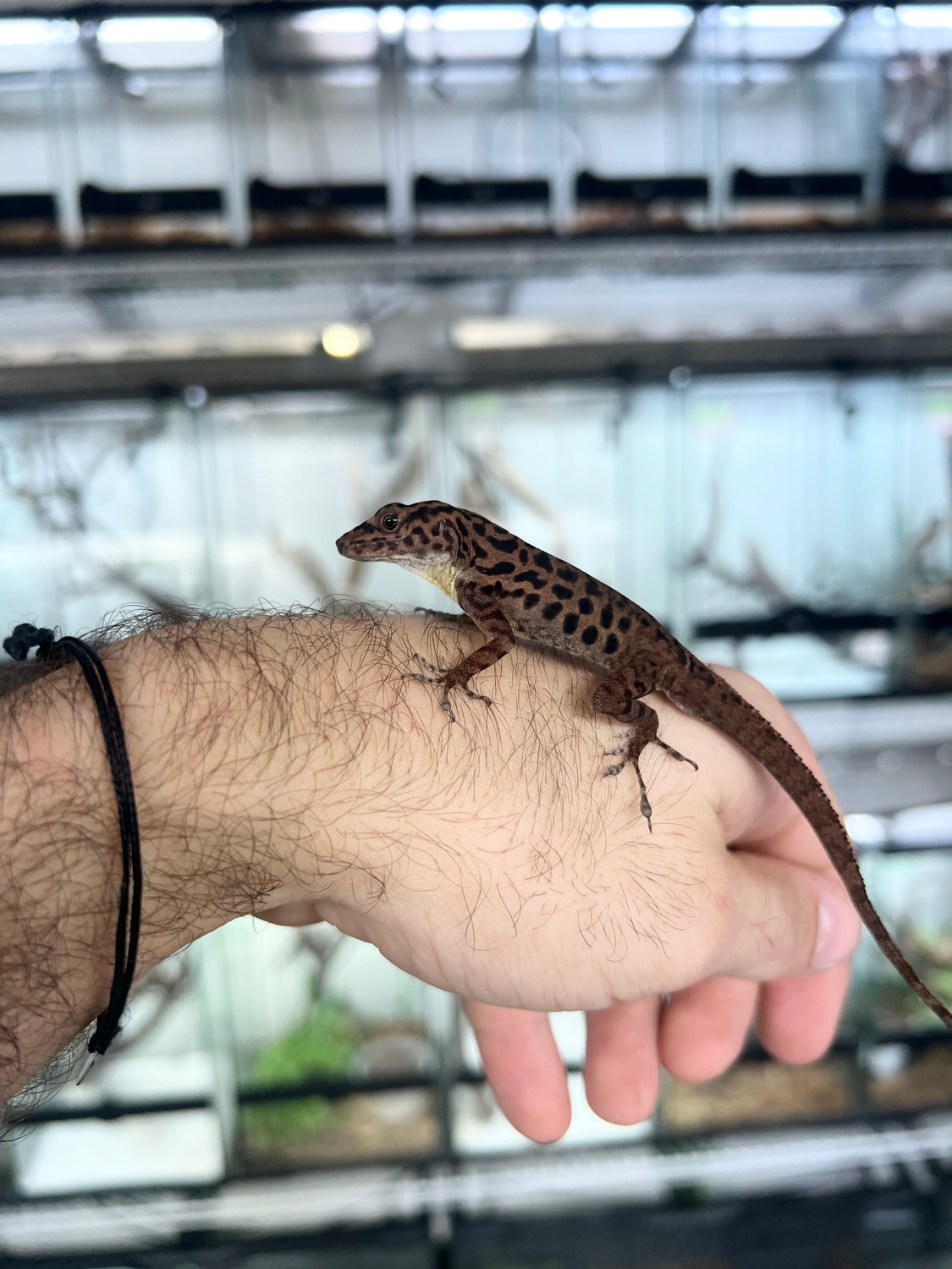 Anolis Sabanus Anole by HerpTime - MorphMarket