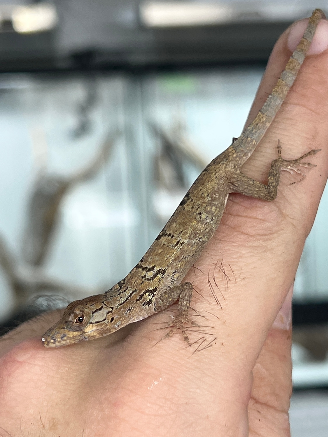 Anolis Valencienni Anole by HerpTime - MorphMarket
