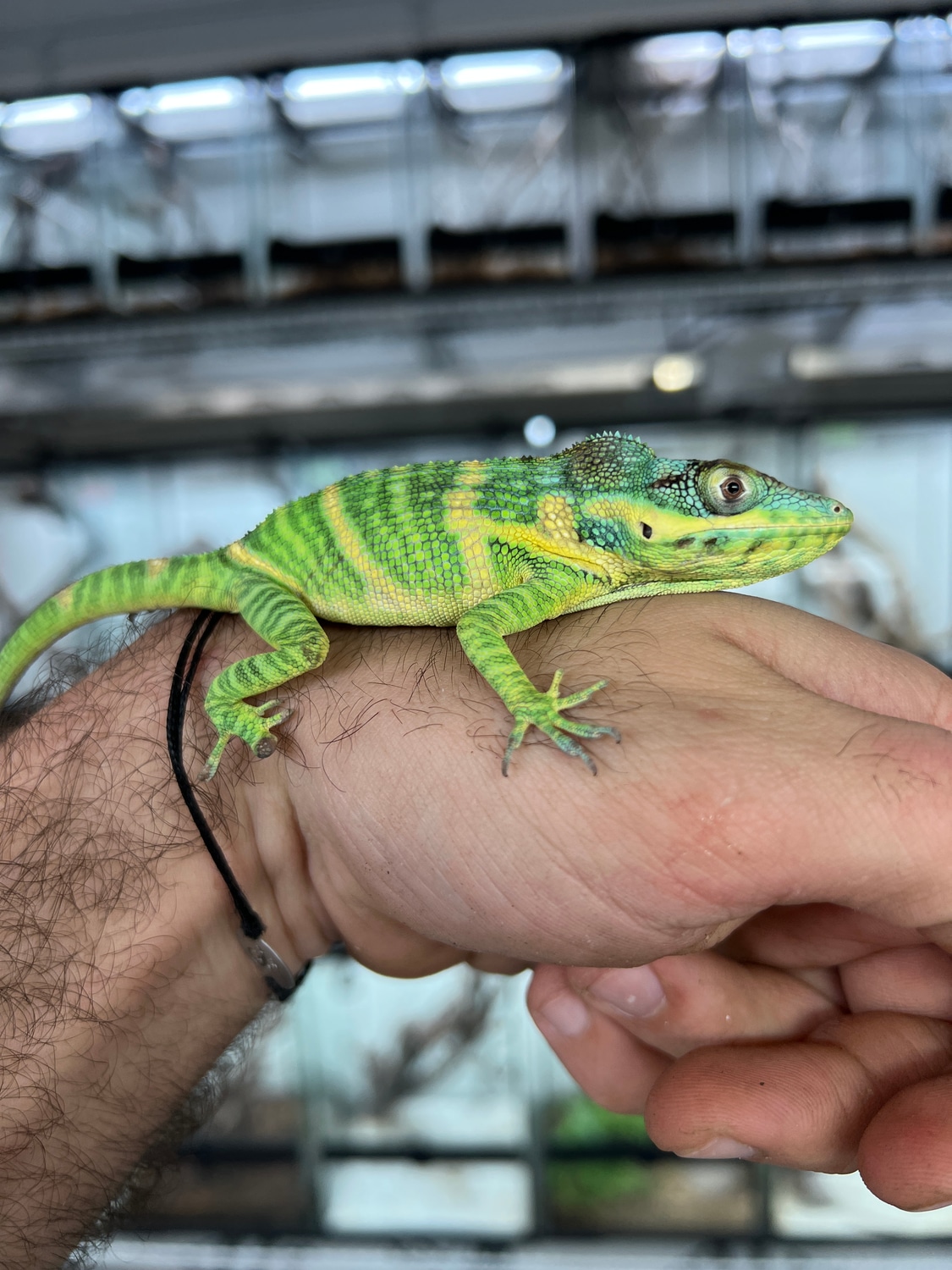 Blue Beauty Anole by HerpTime - MorphMarket