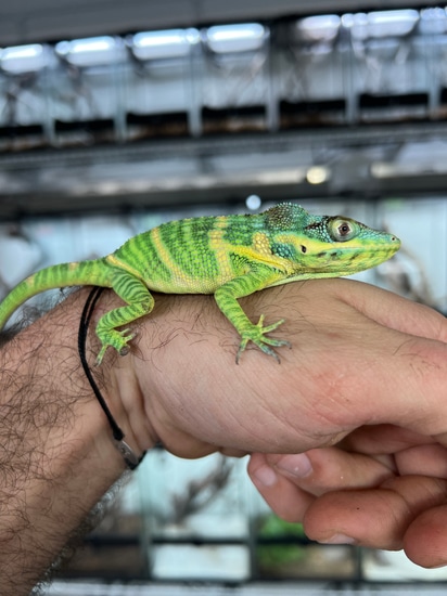 Blue Beauty Anole by HerpTime