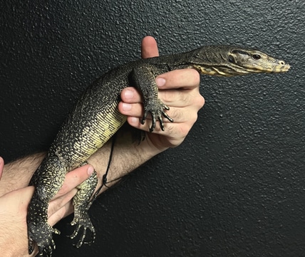 HerpTime - MorphMarket