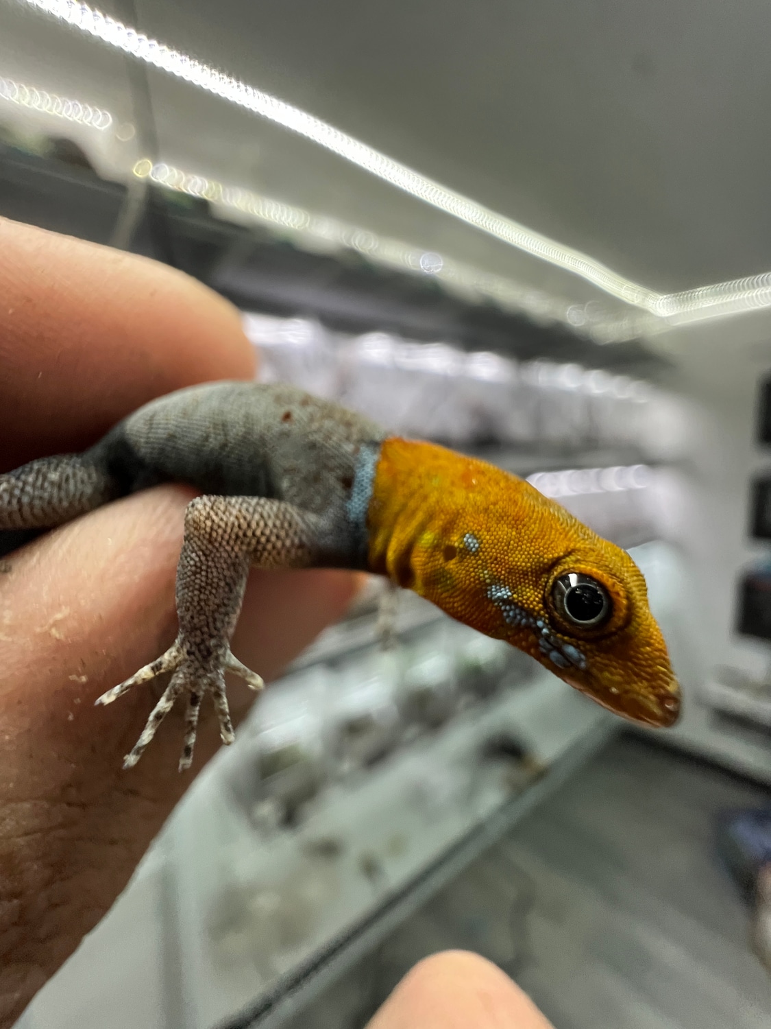 Gonatodes Fuscus Pair More Lizard by HerpTime - MorphMarket