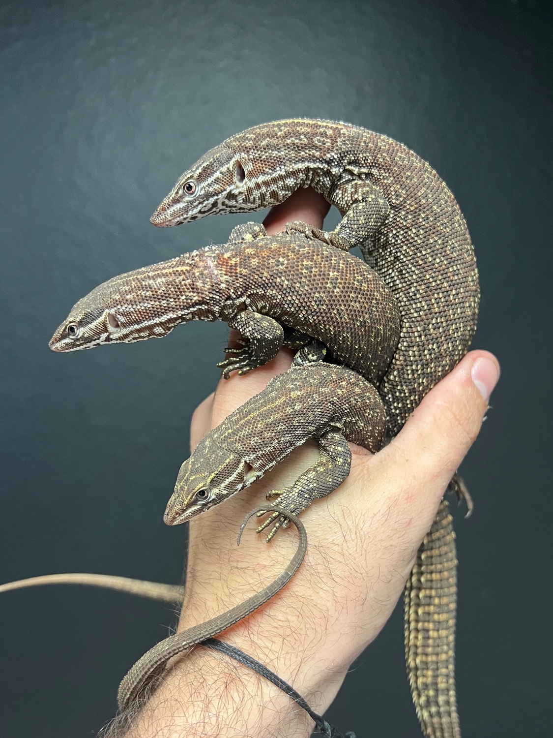 Breeding Trio Red Ackies Spiny-Tailed Monitor by HerpTime - MorphMarket