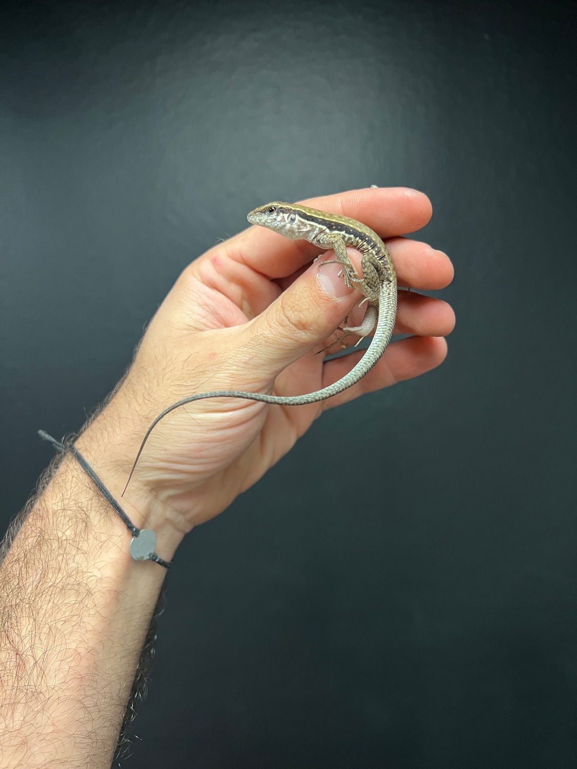 USCBB Giant Blue Amievas More Lizard by HerpTime - MorphMarket